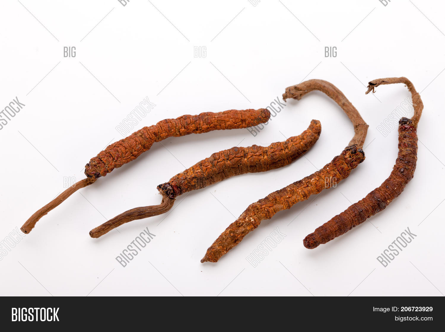 Yarsagumba Ingredient Image & Photo (Free Trial) | Bigstock