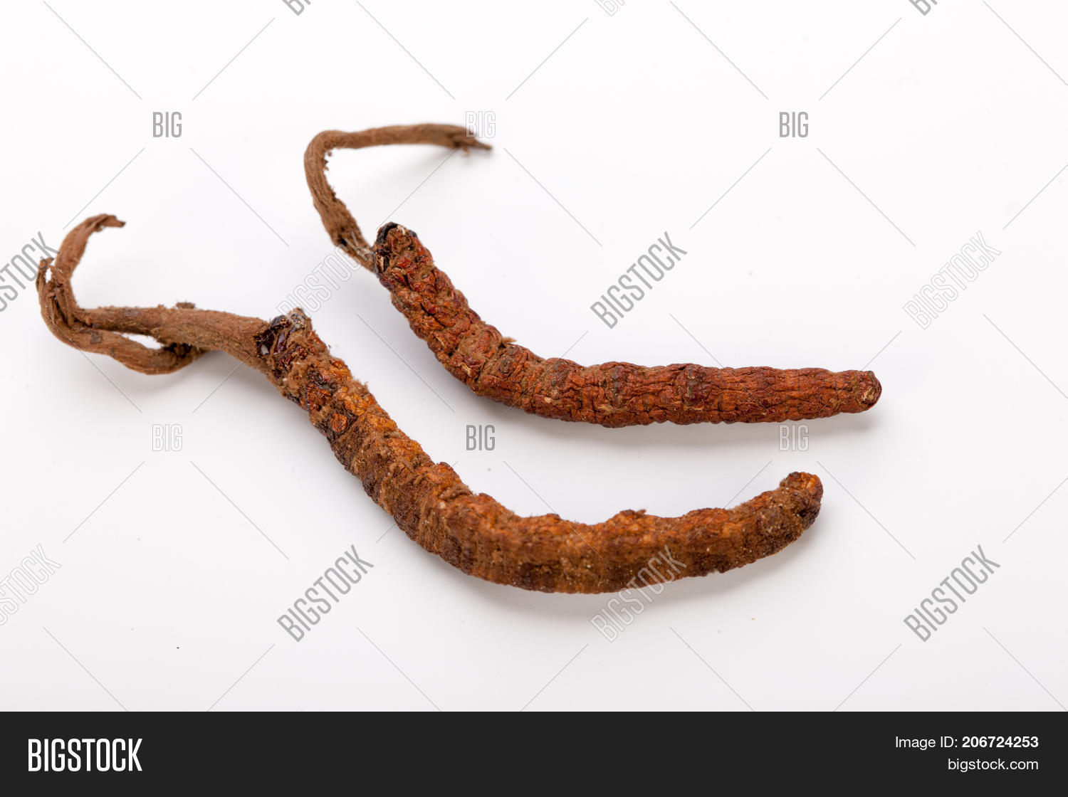 Yarsagumba Ingredient Image & Photo (Free Trial) | Bigstock