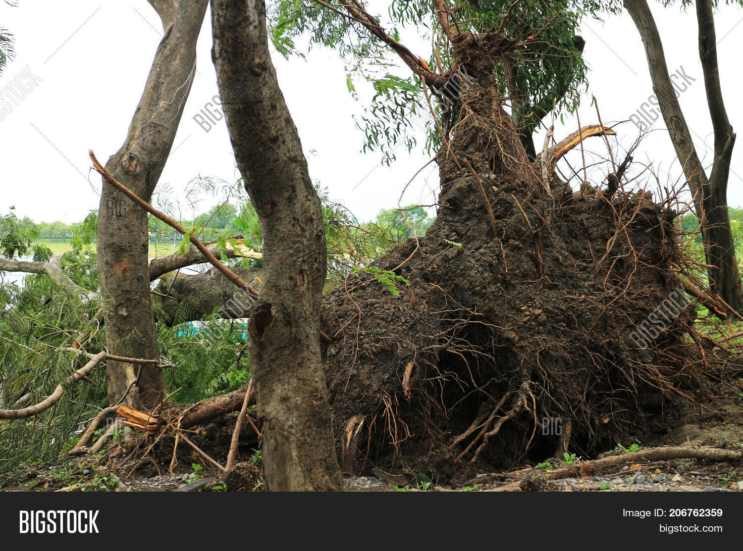 Tree Collapse Ground Image & Photo (Free Trial) | Bigstock