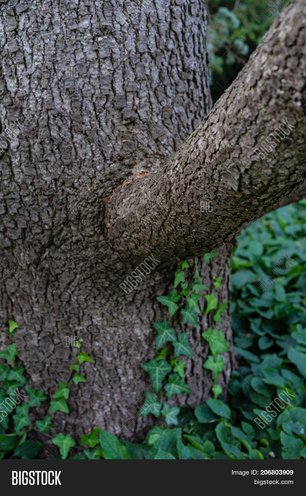 Tree Trunk Leaves Image & Photo (Free Trial) | Bigstock