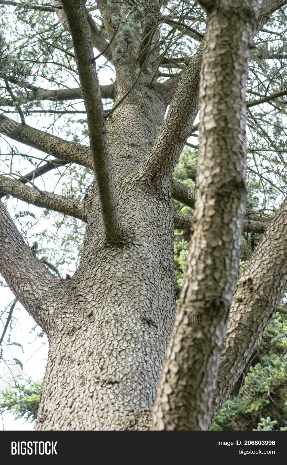 Tree Trunk Leaves Image & Photo (Free Trial) | Bigstock