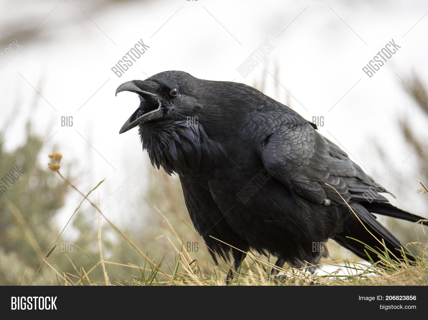 Angry Raven Screaming Image & Photo (Free Trial) | Bigstock