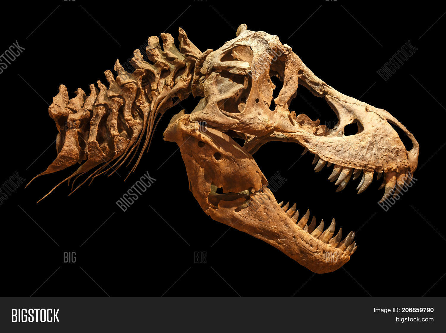 Skeleton Tyrannosaurus Image & Photo (Free Trial) | Bigstock
