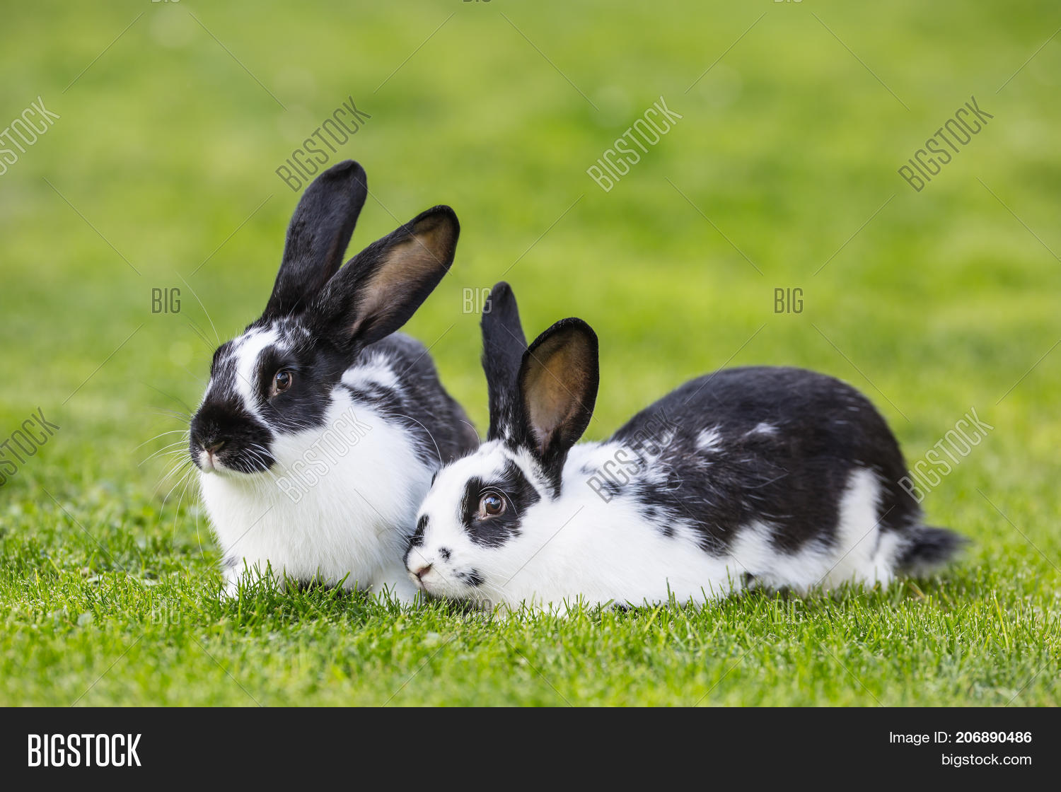 Rabbit. Cute Rabbit Image & Photo (Free Trial) | Bigstock