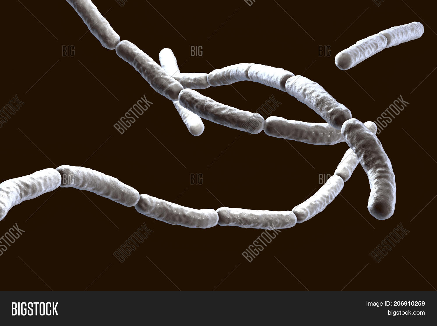 Bacillus Subtilis, Image & Photo (Free Trial) | Bigstock