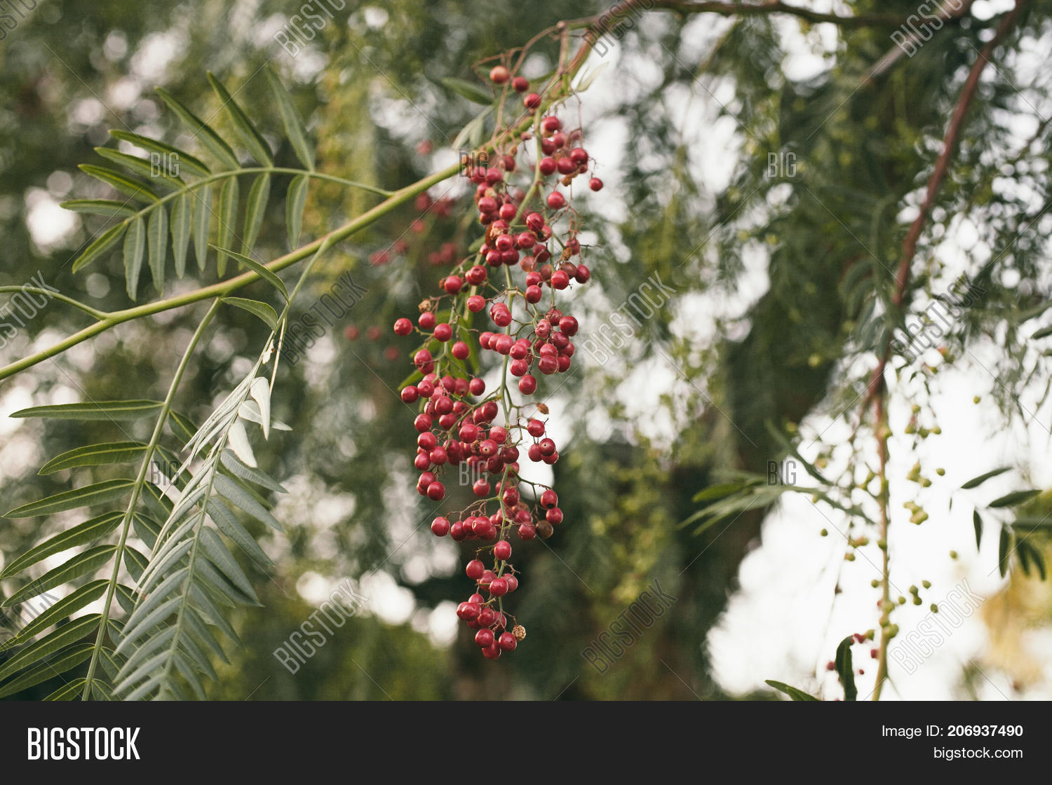 Schinus Molle. Image & Photo (Free Trial) | Bigstock