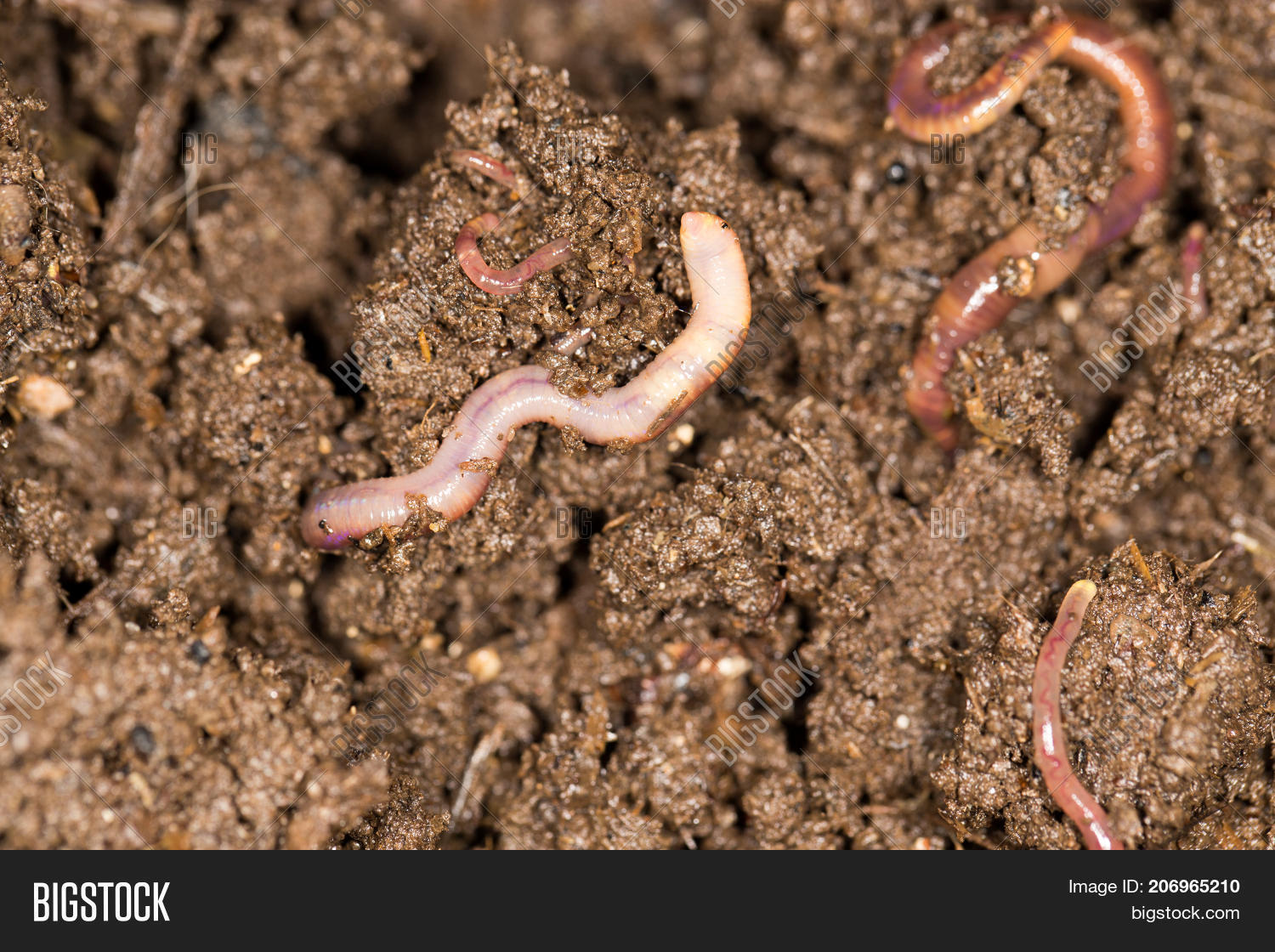 Red Worm Manure . Park Image & Photo (Free Trial) | Bigstock