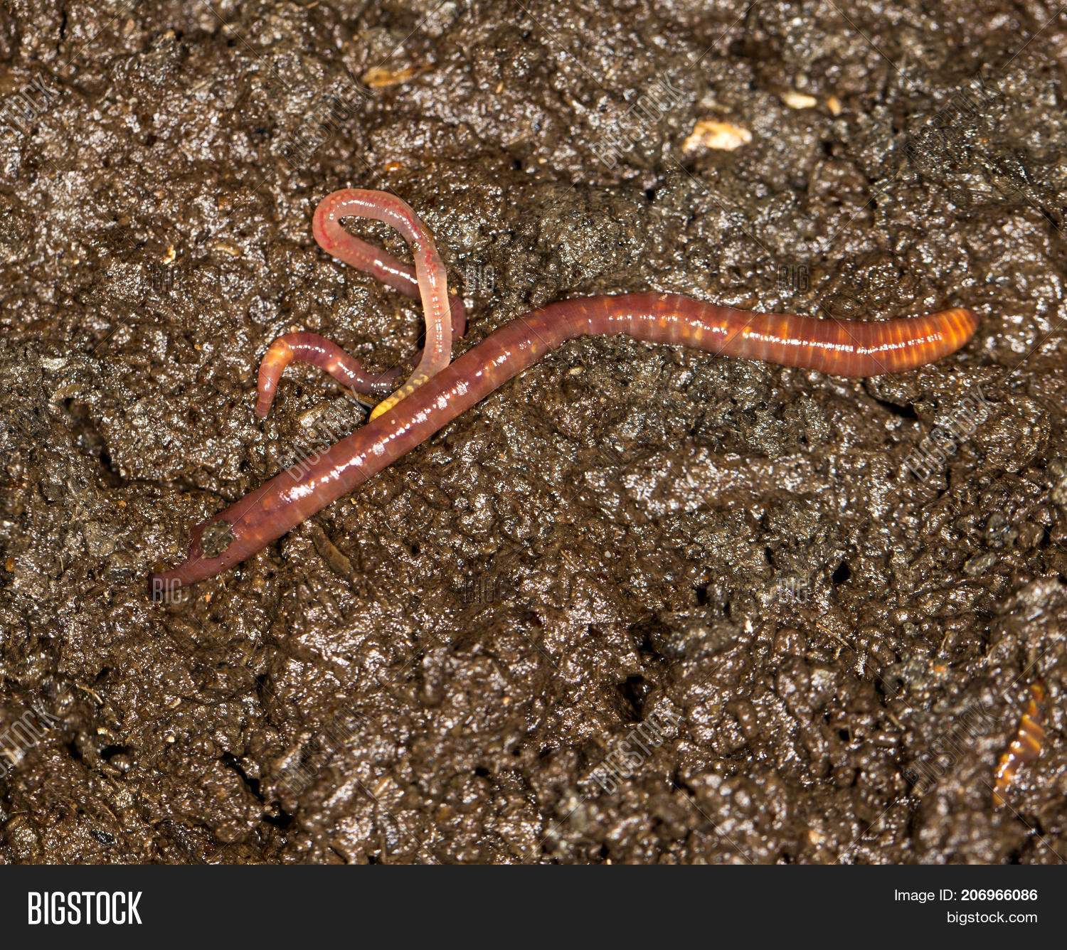Red Worm Manure . Park Image & Photo (Free Trial) | Bigstock