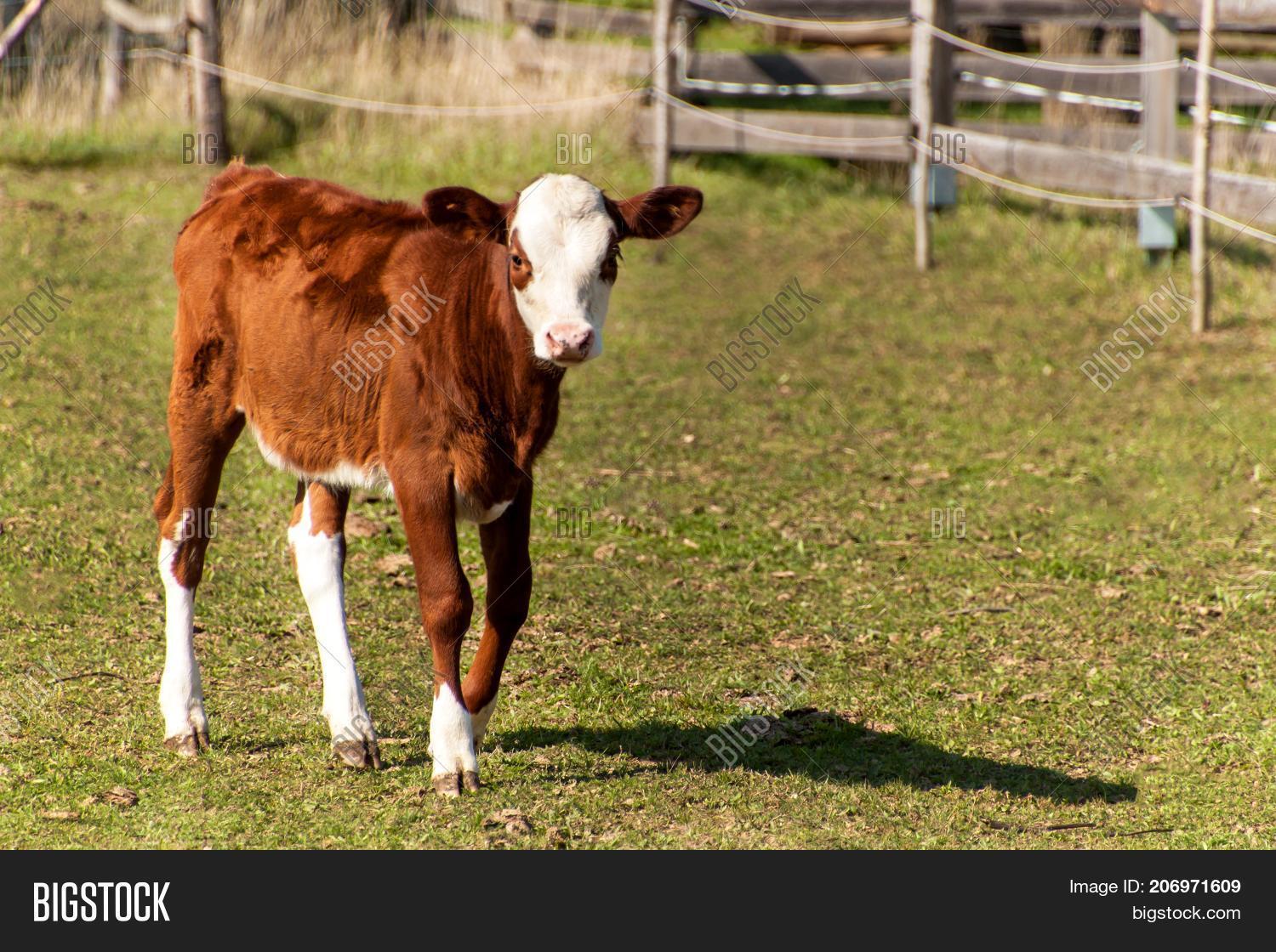 Calf On Pasture. Young Image & Photo (Free Trial) | Bigstock