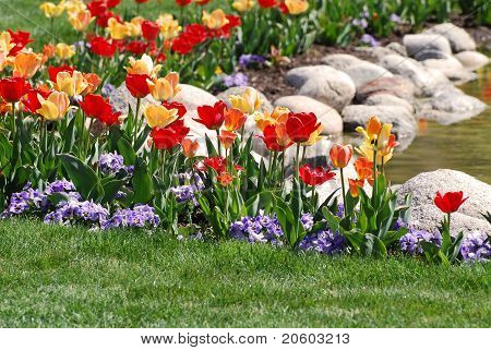 Tulip Landscaping Image & Photo (Free Trial) | Bigstock