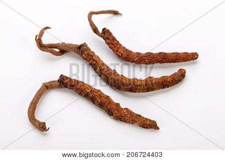 Yarsagumba Ingredient Image & Photo (Free Trial) | Bigstock