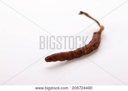 Yarsagumba Ingredient Image & Photo (Free Trial) | Bigstock