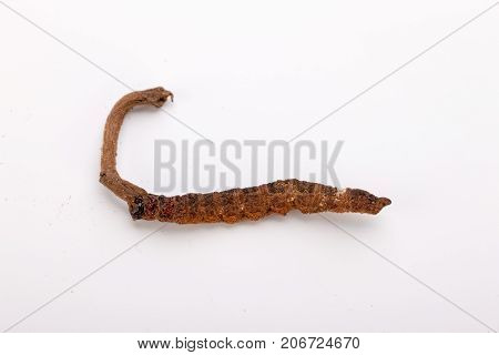Yarsagumba Ingredient Image & Photo (Free Trial) | Bigstock