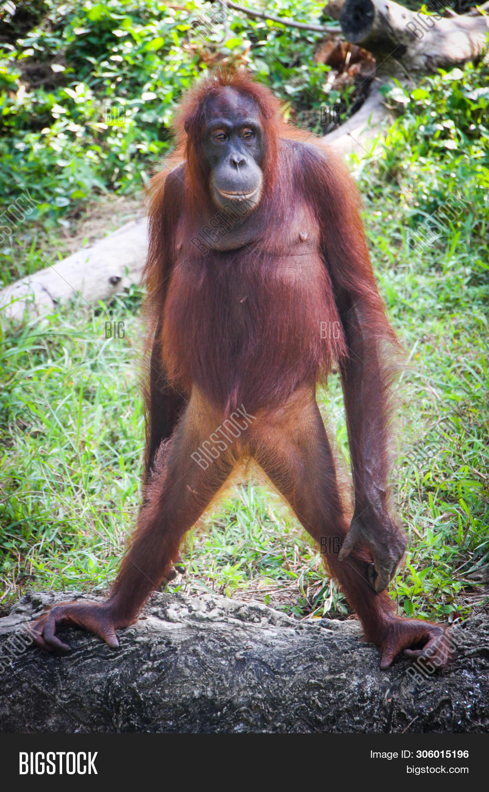 Orangutan Standing Image & Photo (Free Trial) | Bigstock