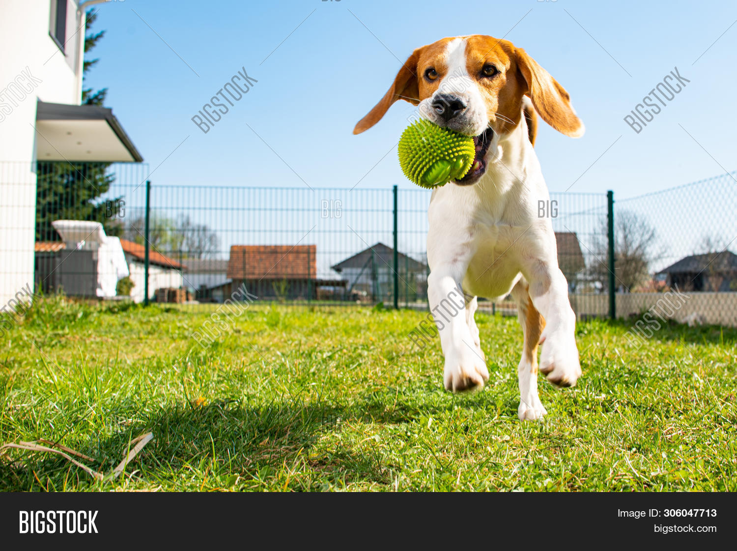 Beagle Dog Fun Garden Image & Photo (Free Trial) | Bigstock