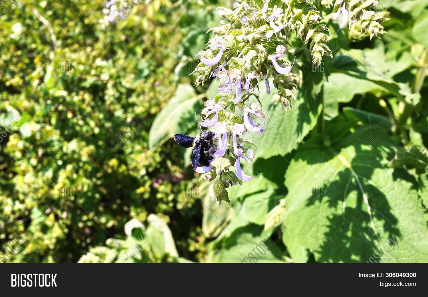 Purple Bumblebee- Image & Photo (Free Trial) | Bigstock