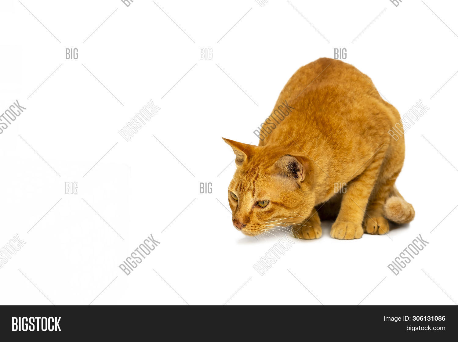 Beautiful Smart Orange Image & Photo (Free Trial) | Bigstock