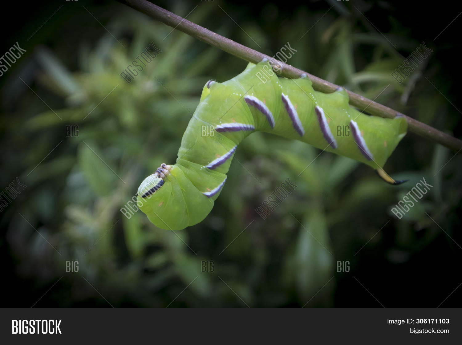 Green Privet Hawk Moth Image & Photo (Free Trial) | Bigstock
