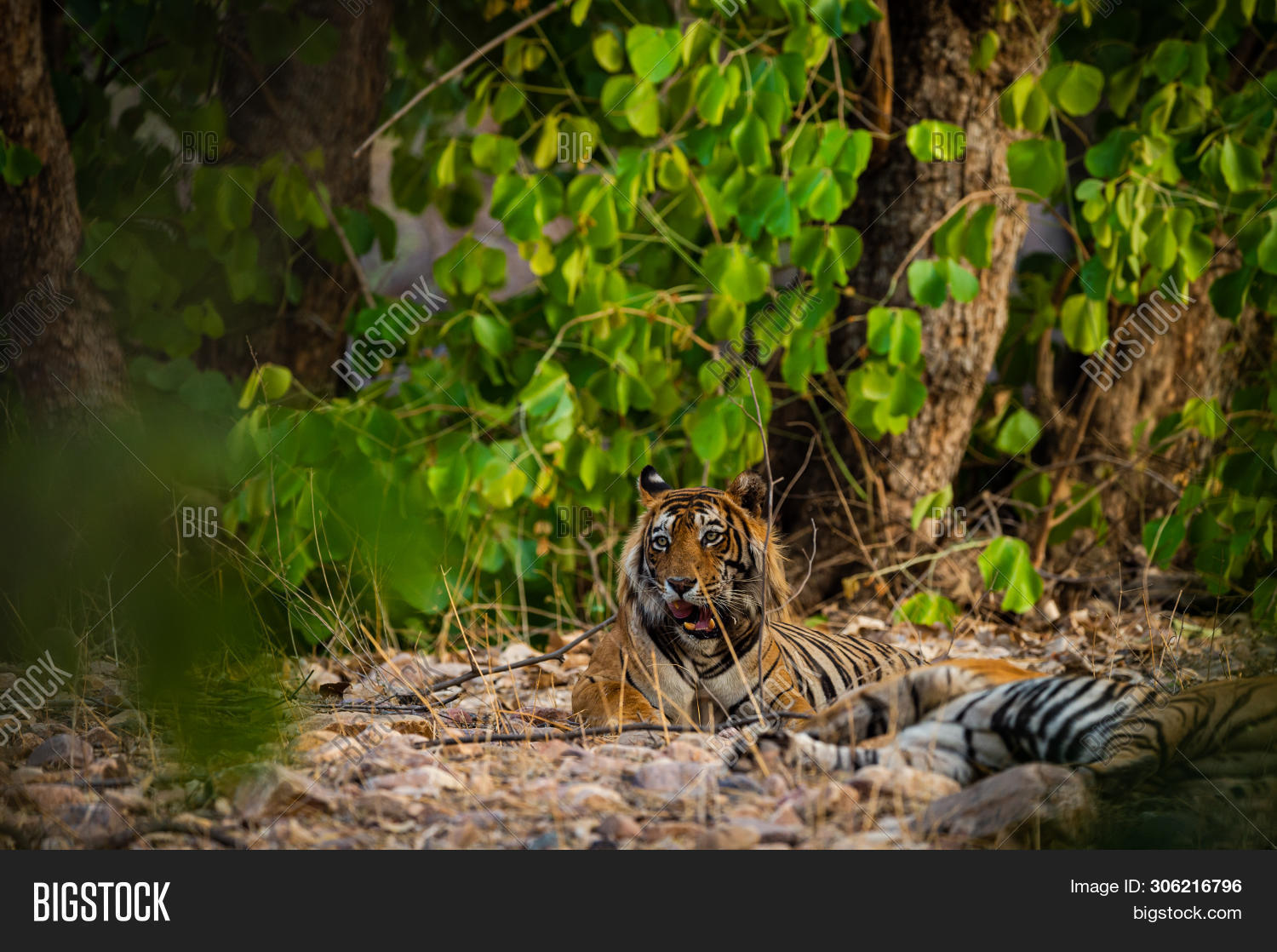 Mating Pair Tigers Image & Photo (Free Trial) | Bigstock