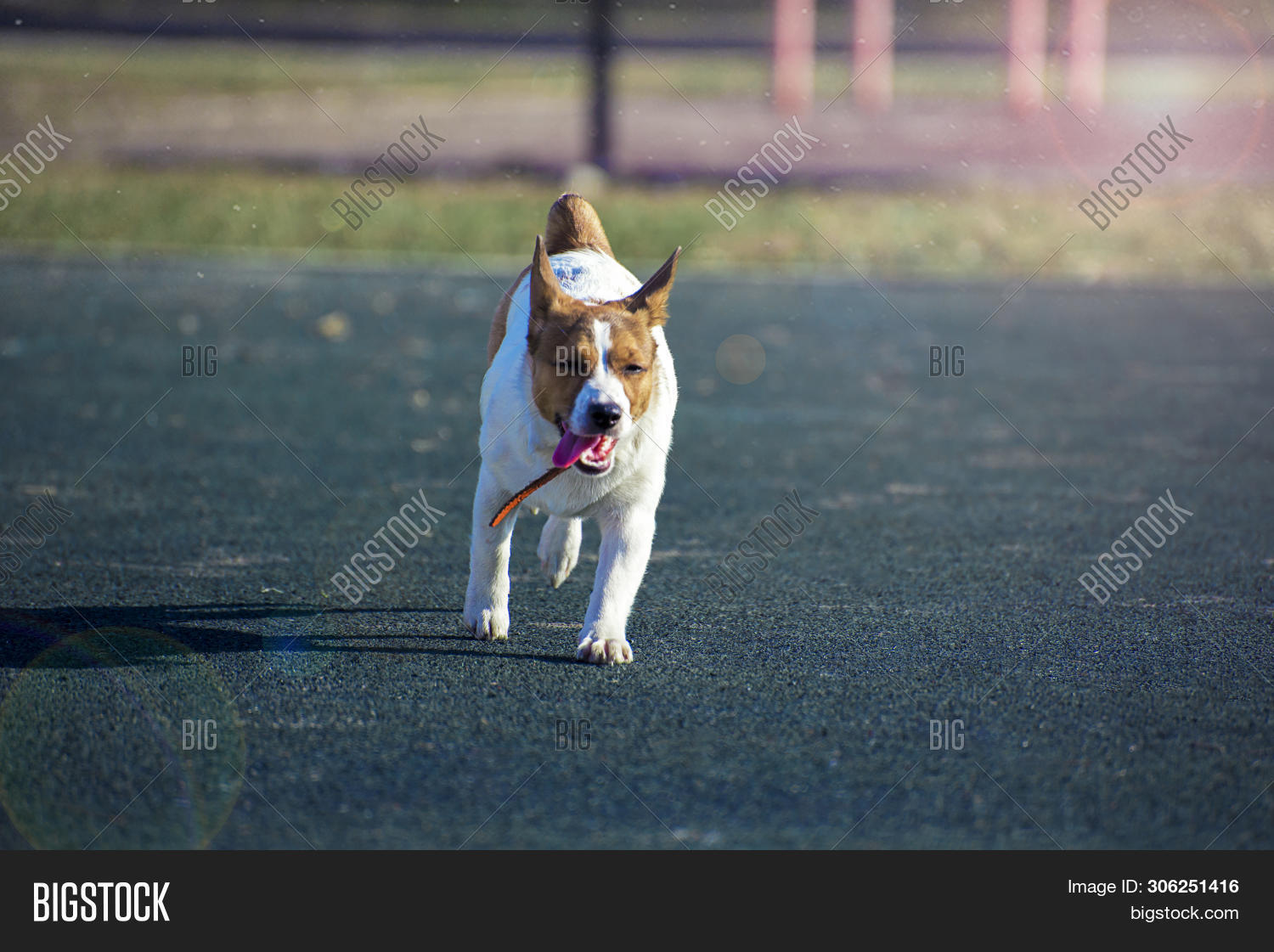 Jack Russel Parson Dog Image & Photo (Free Trial) | Bigstock