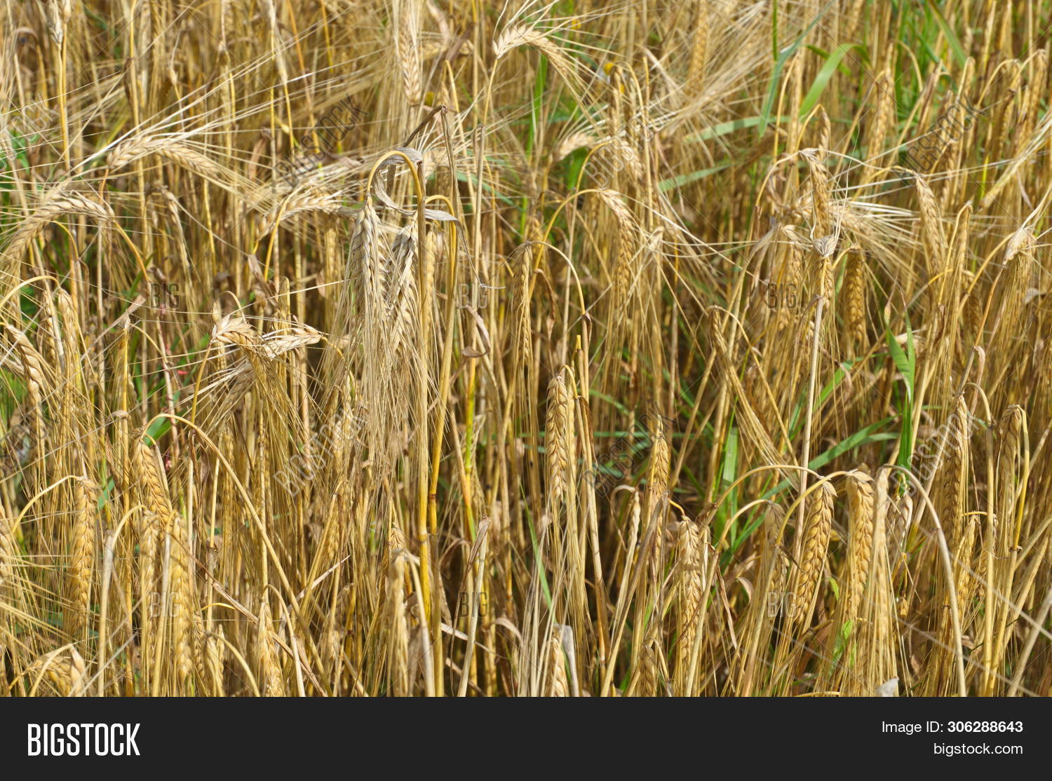 Ripe Barley (lat. Image & Photo (Free Trial) | Bigstock
