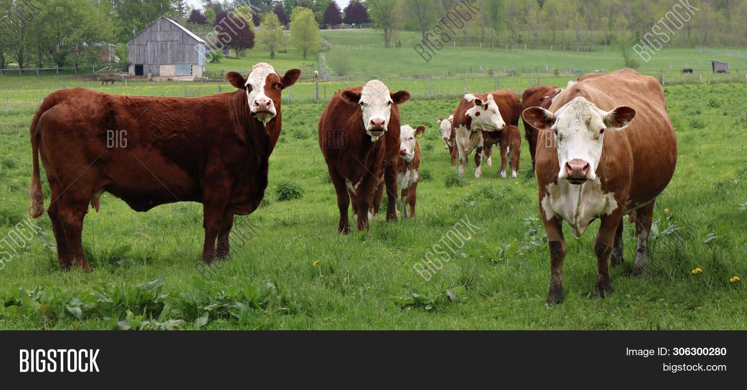 Herd Hereford Cows Image & Photo (Free Trial) | Bigstock