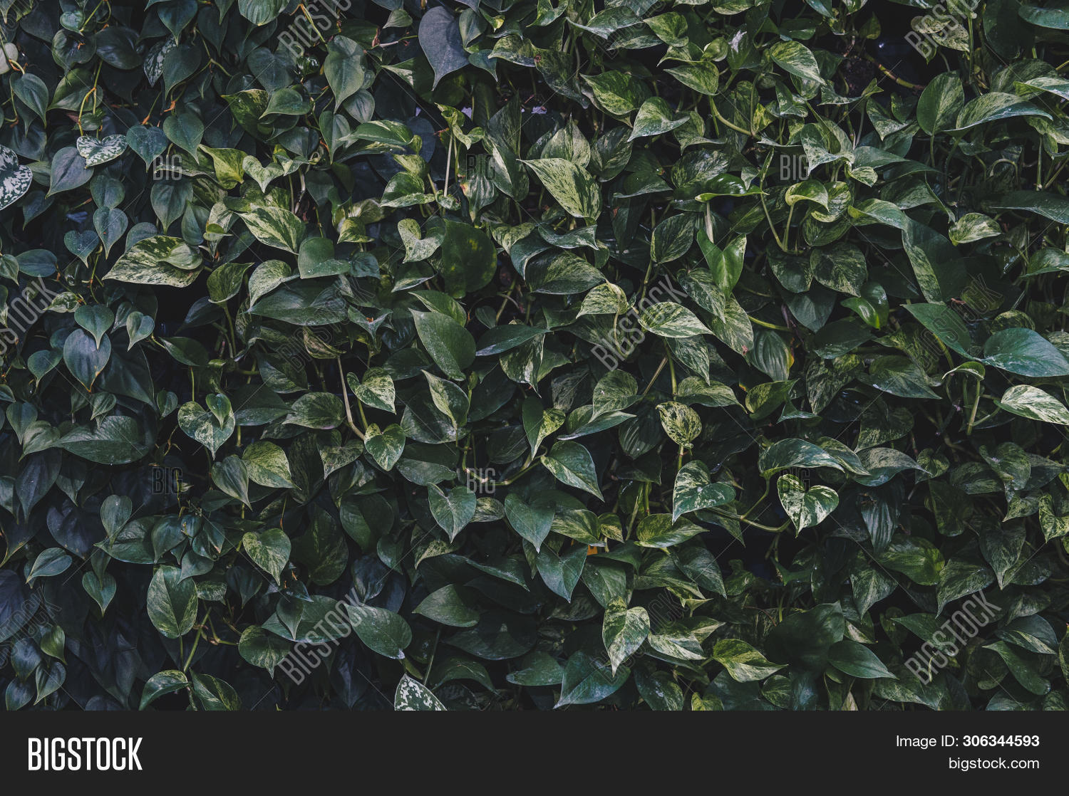 Green Leafy Wall Image & Photo (Free Trial) | Bigstock