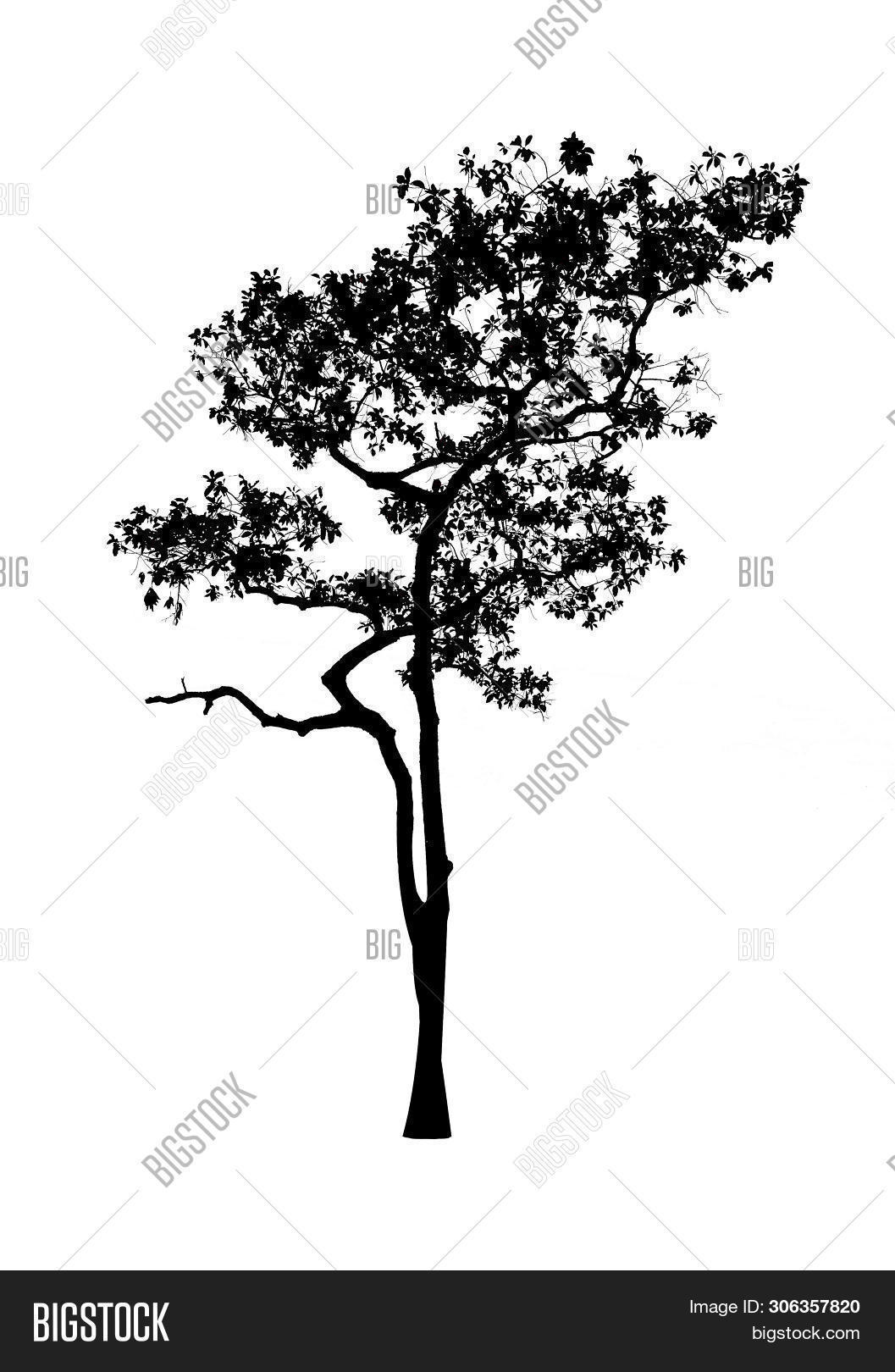 Isolated Black Tree Image & Photo (Free Trial) | Bigstock