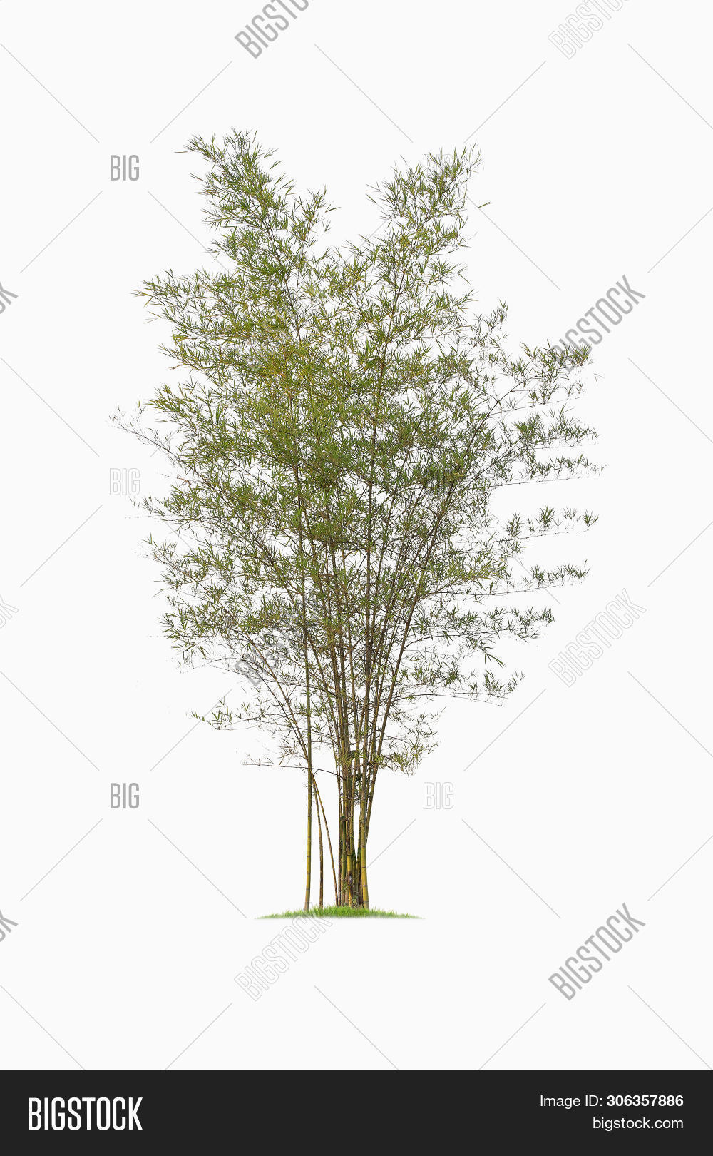 Bamboo. Isolated Tree Image & Photo (Free Trial) | Bigstock