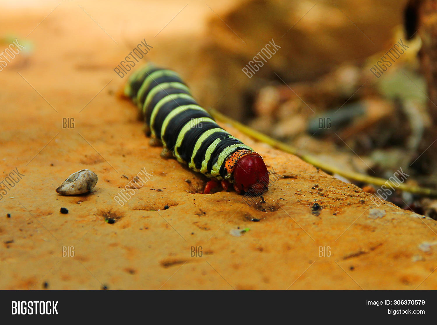 Huge Caterpillar Image & Photo (Free Trial) | Bigstock