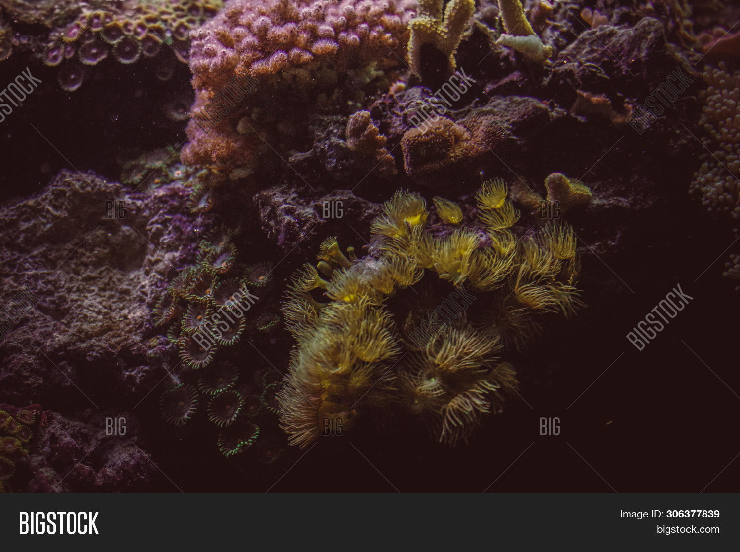 Pink Coral Reef. Image & Photo (Free Trial) | Bigstock