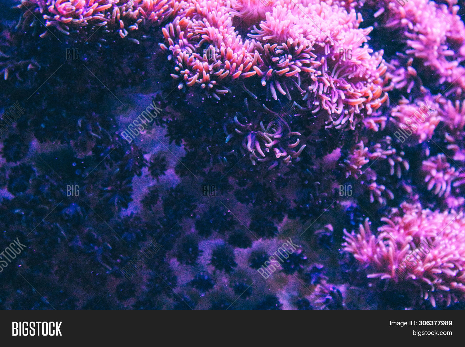 Pink Coral Reef. Image & Photo (Free Trial) | Bigstock