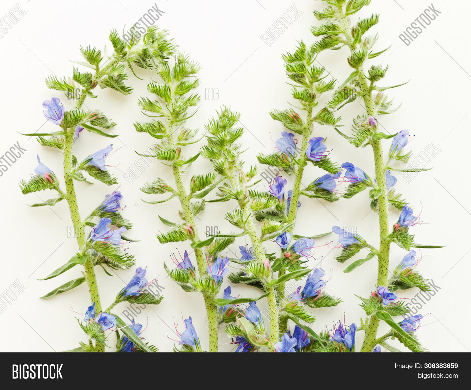 Blueweed On White Image & Photo (Free Trial) | Bigstock