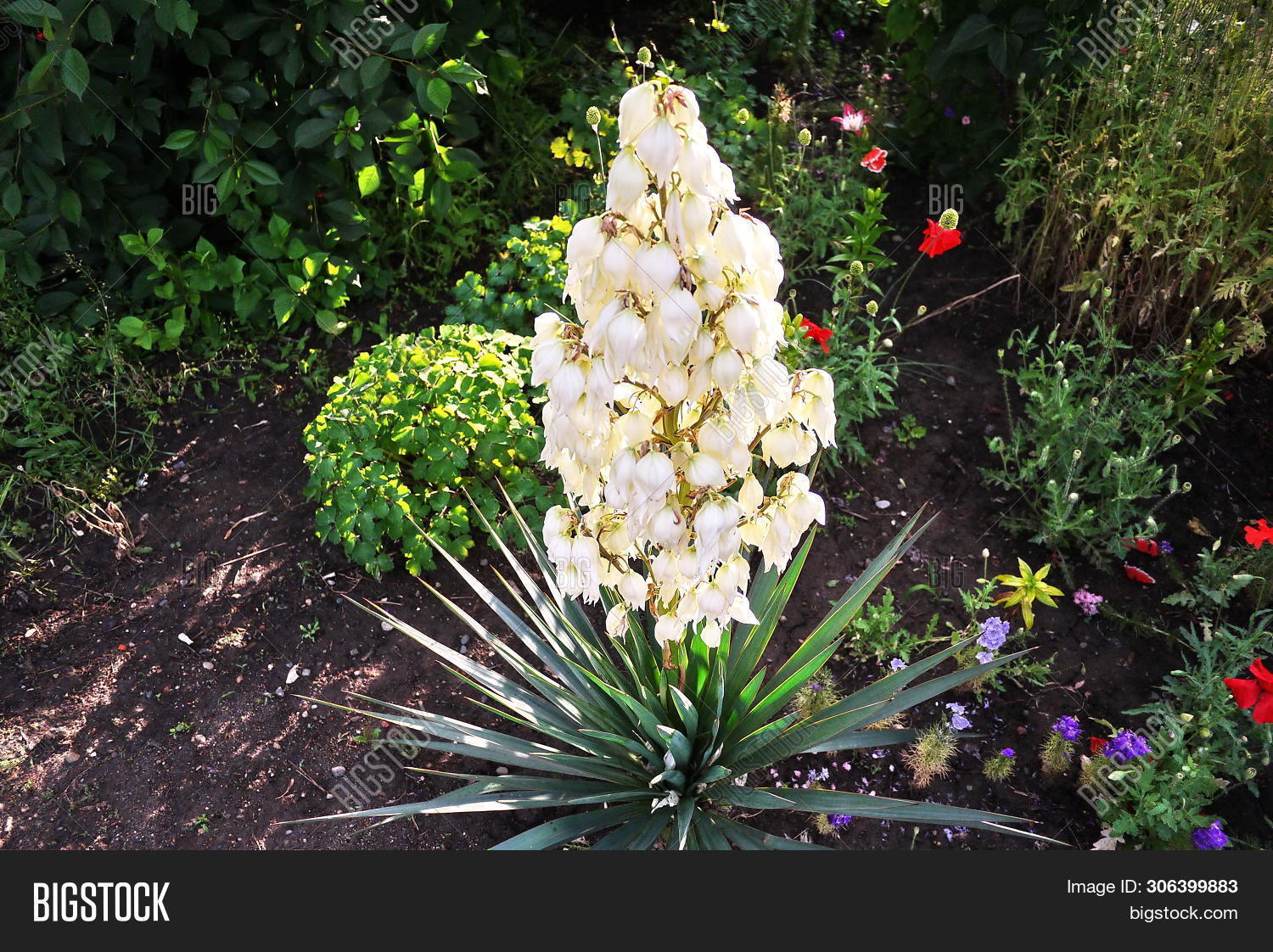 Blooms Yucca Plant. Image & Photo (Free Trial) | Bigstock