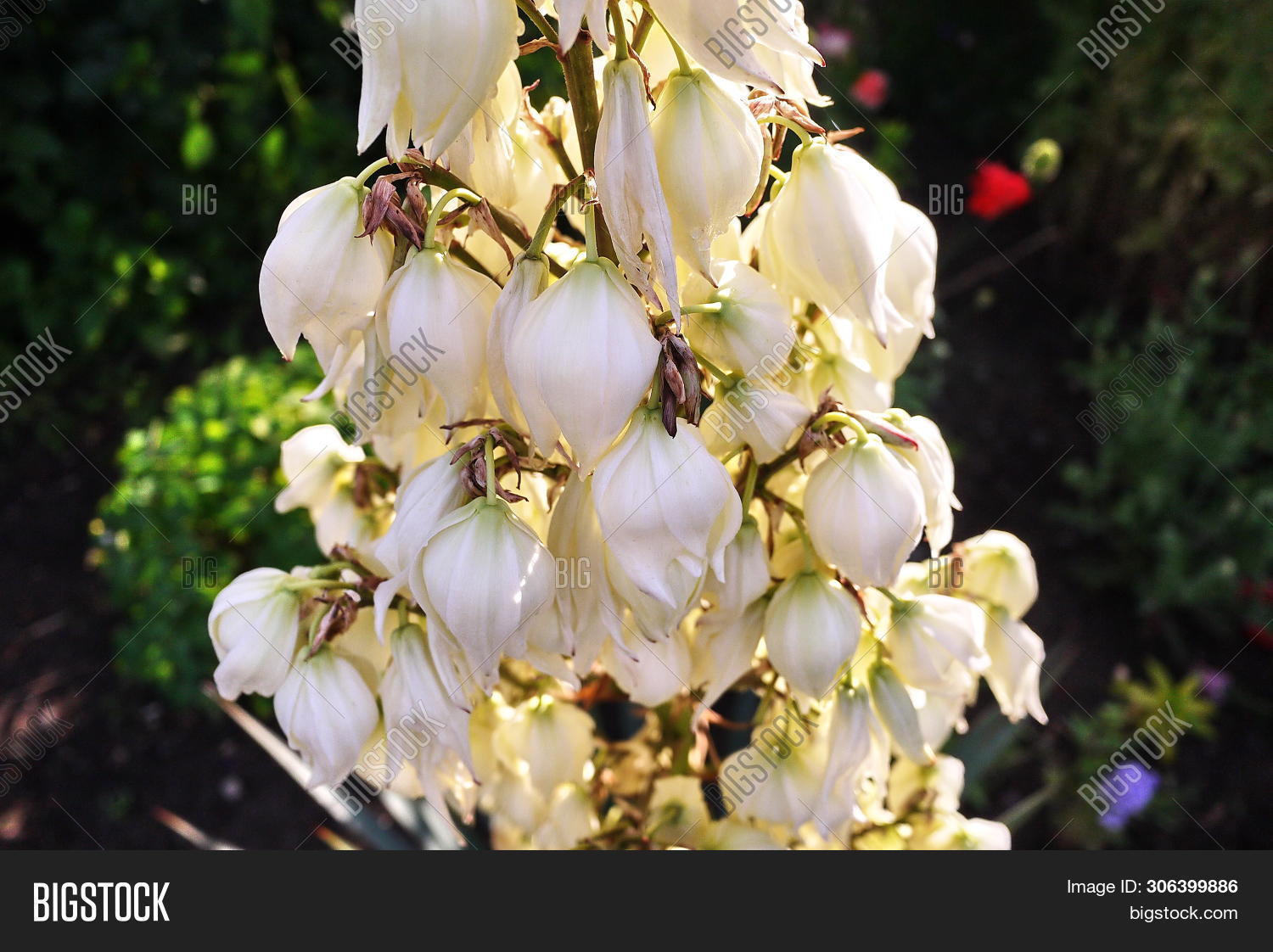Blooms Yucca Plant. Image & Photo (Free Trial) | Bigstock