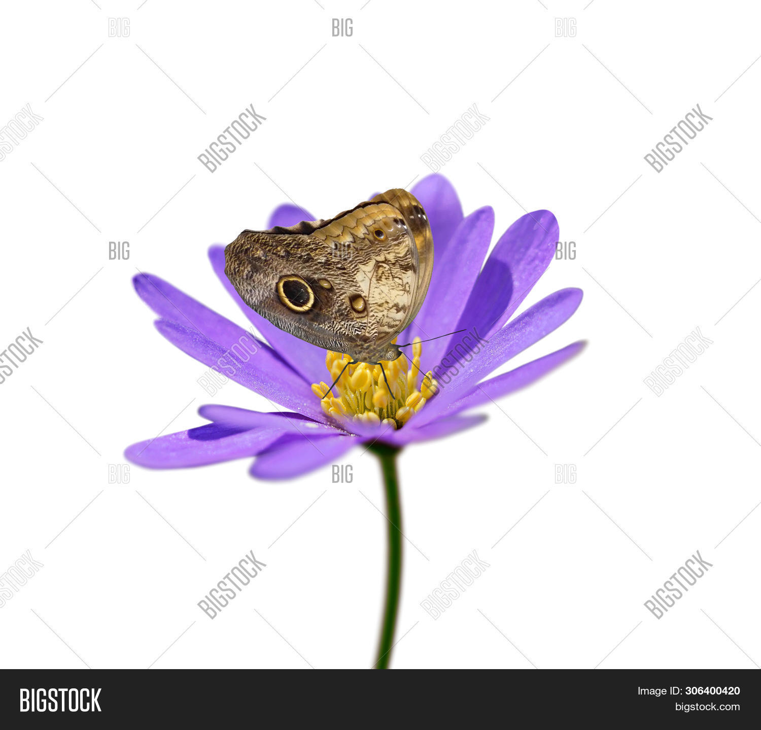 Gray Butterfly Image & Photo (Free Trial) | Bigstock