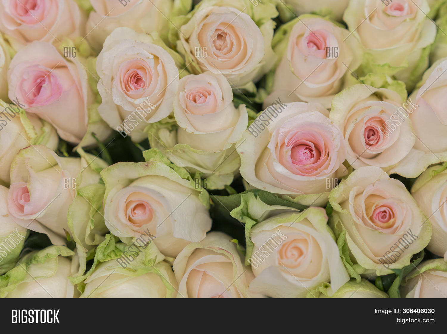 Beige Roses Background Image & Photo (Free Trial) | Bigstock