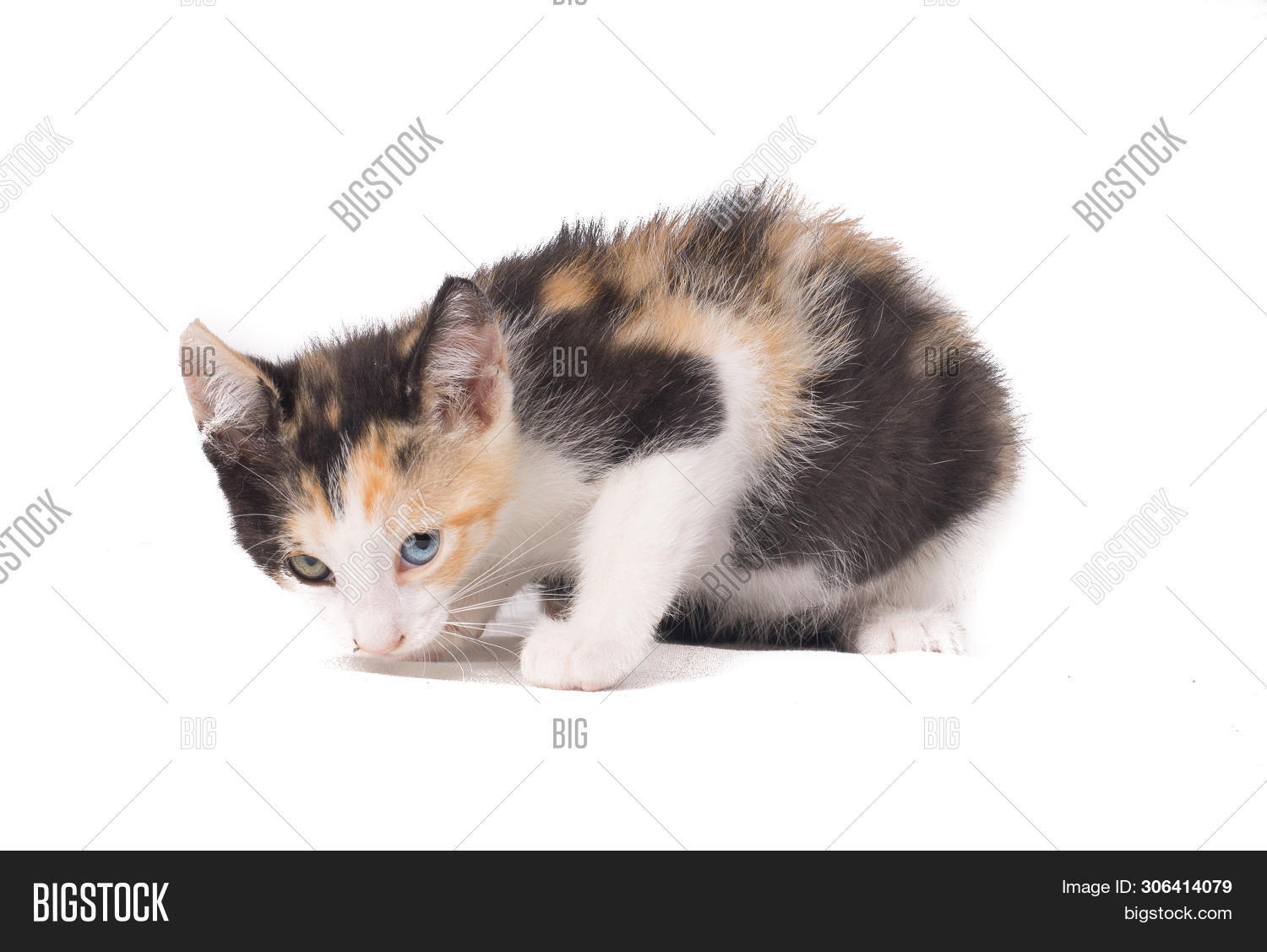 Three Colours Cat Image & Photo (Free Trial) | Bigstock