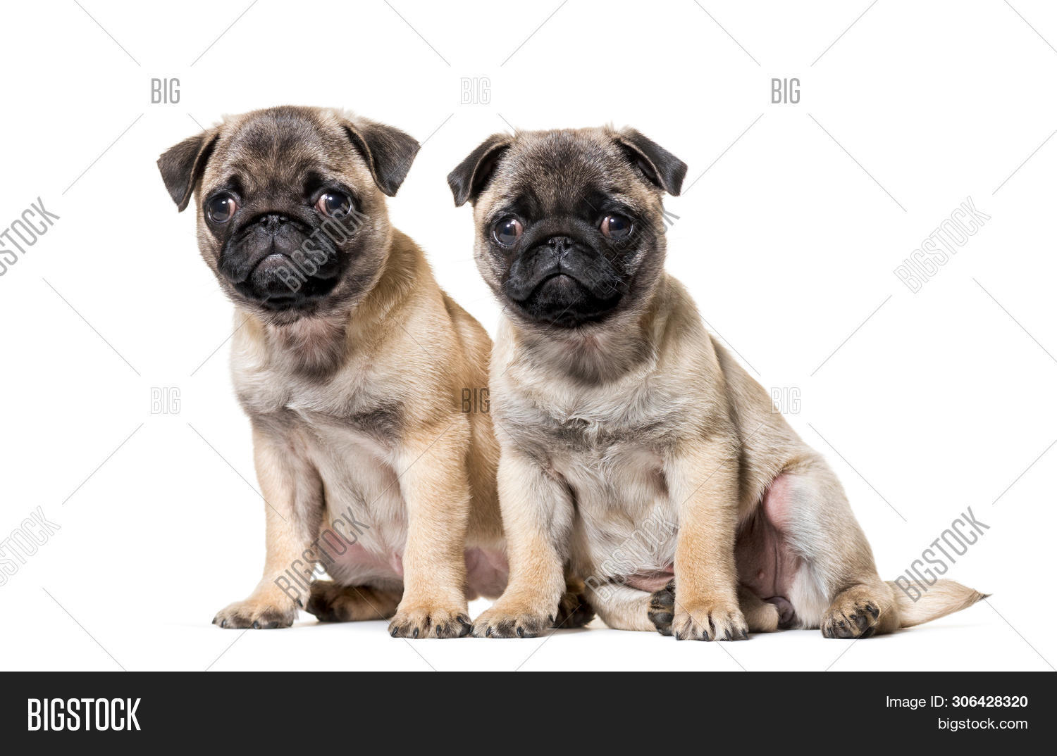 Pug Puppy Sitting Image & Photo (Free Trial) | Bigstock