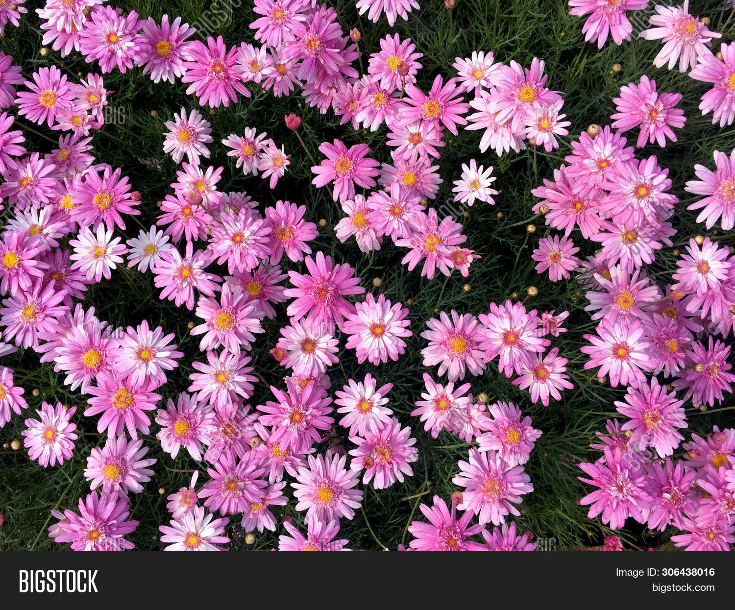 Pink Marguerite Daisy Image & Photo (Free Trial) | Bigstock