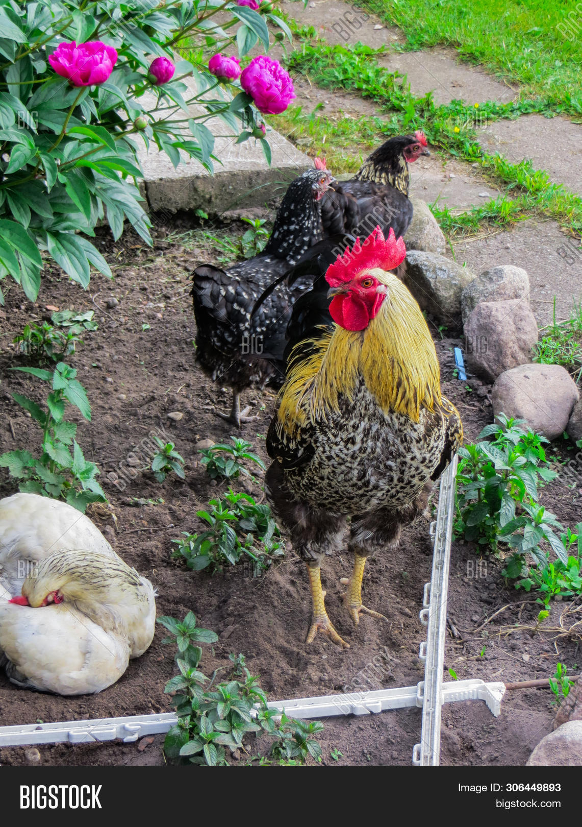 Beautiful Rooster Hens Image & Photo (Free Trial) | Bigstock