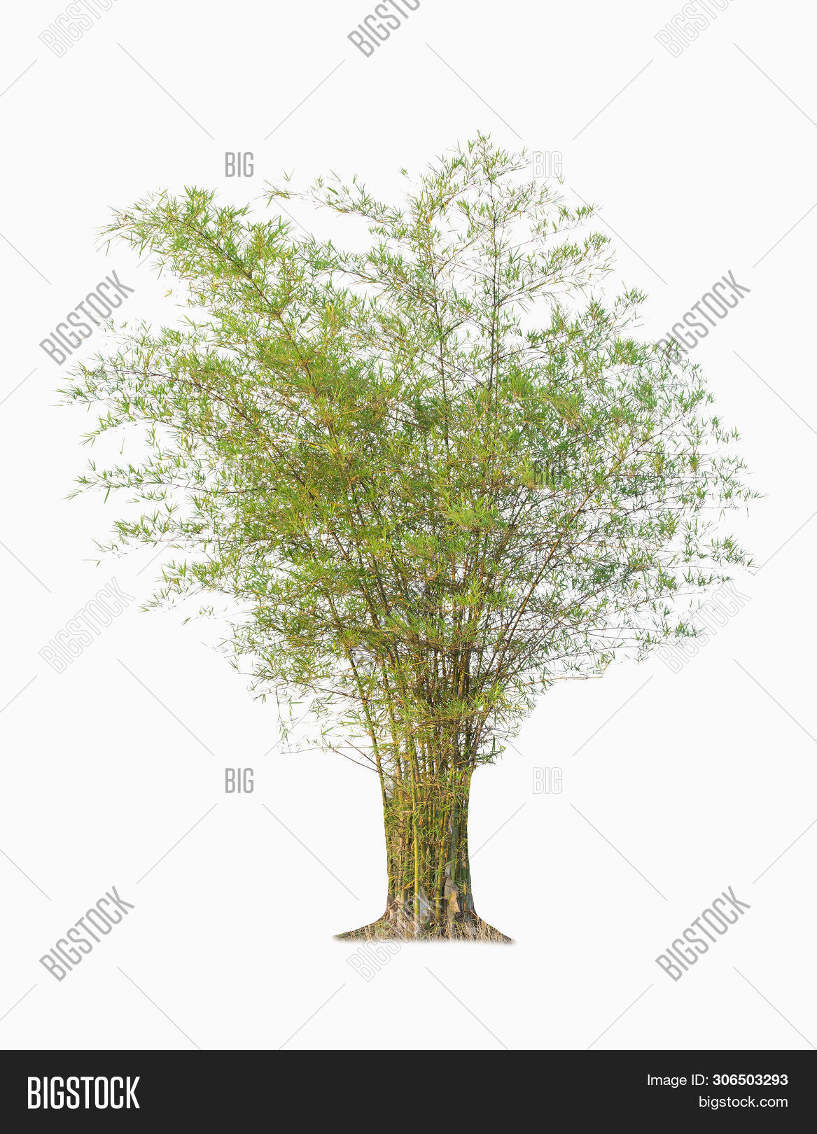 Bamboo. Isolated Tree Image & Photo (Free Trial) | Bigstock