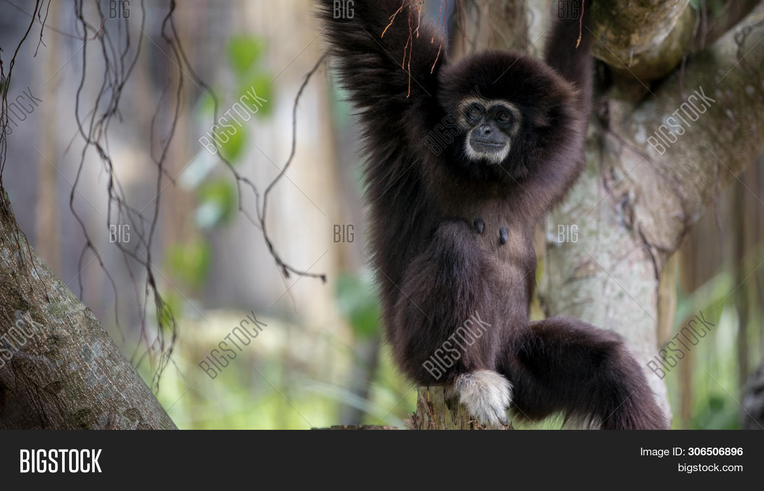 Lar Gibbon Resting On Image & Photo (Free Trial) | Bigstock