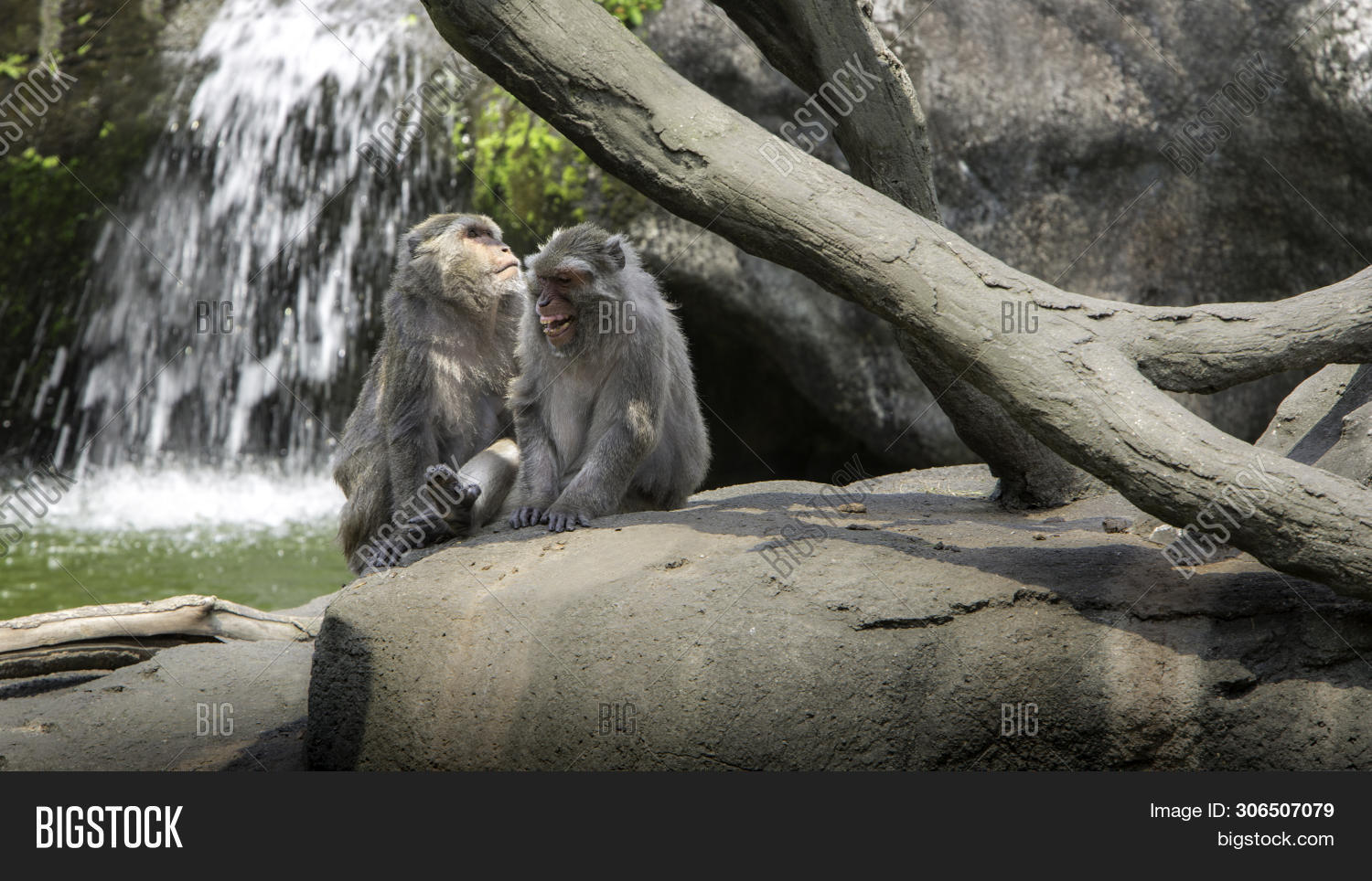 Funny Laughing Monkey