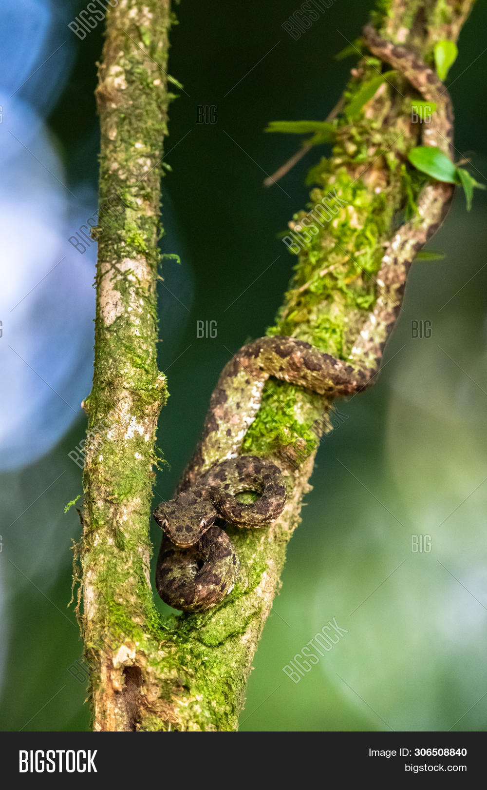Cloudy Snail Sucker, Image & Photo (Free Trial) | Bigstock