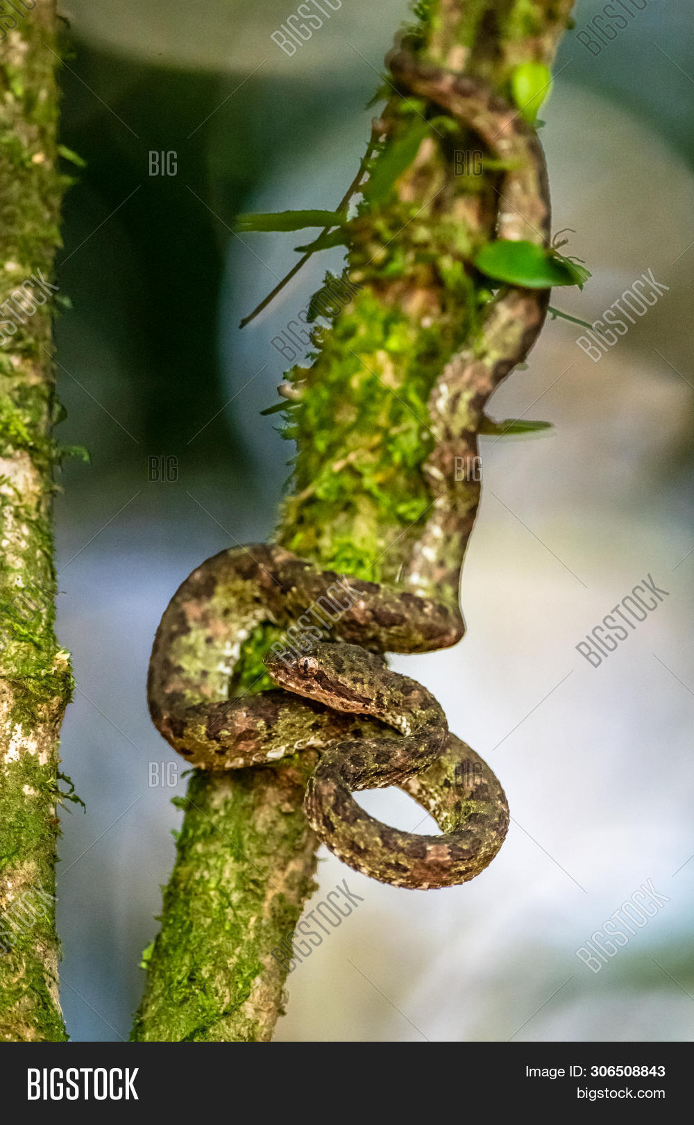 Cloudy Snail Sucker, Image & Photo (Free Trial) | Bigstock