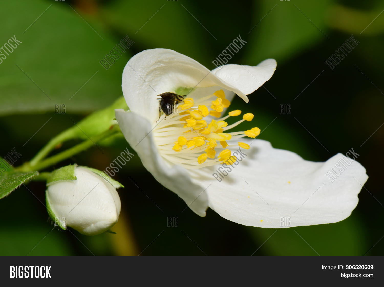 Macro Small Bee Image & Photo (Free Trial) | Bigstock