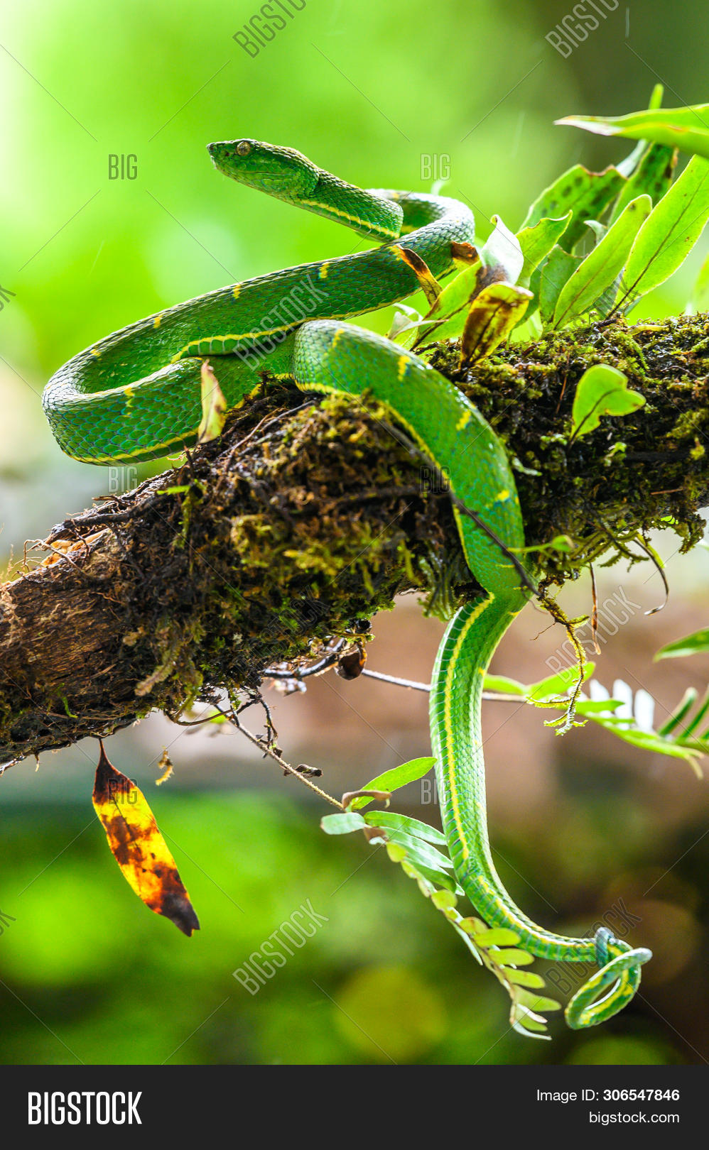 Bothriechis Lateralis Image & Photo (Free Trial) | Bigstock