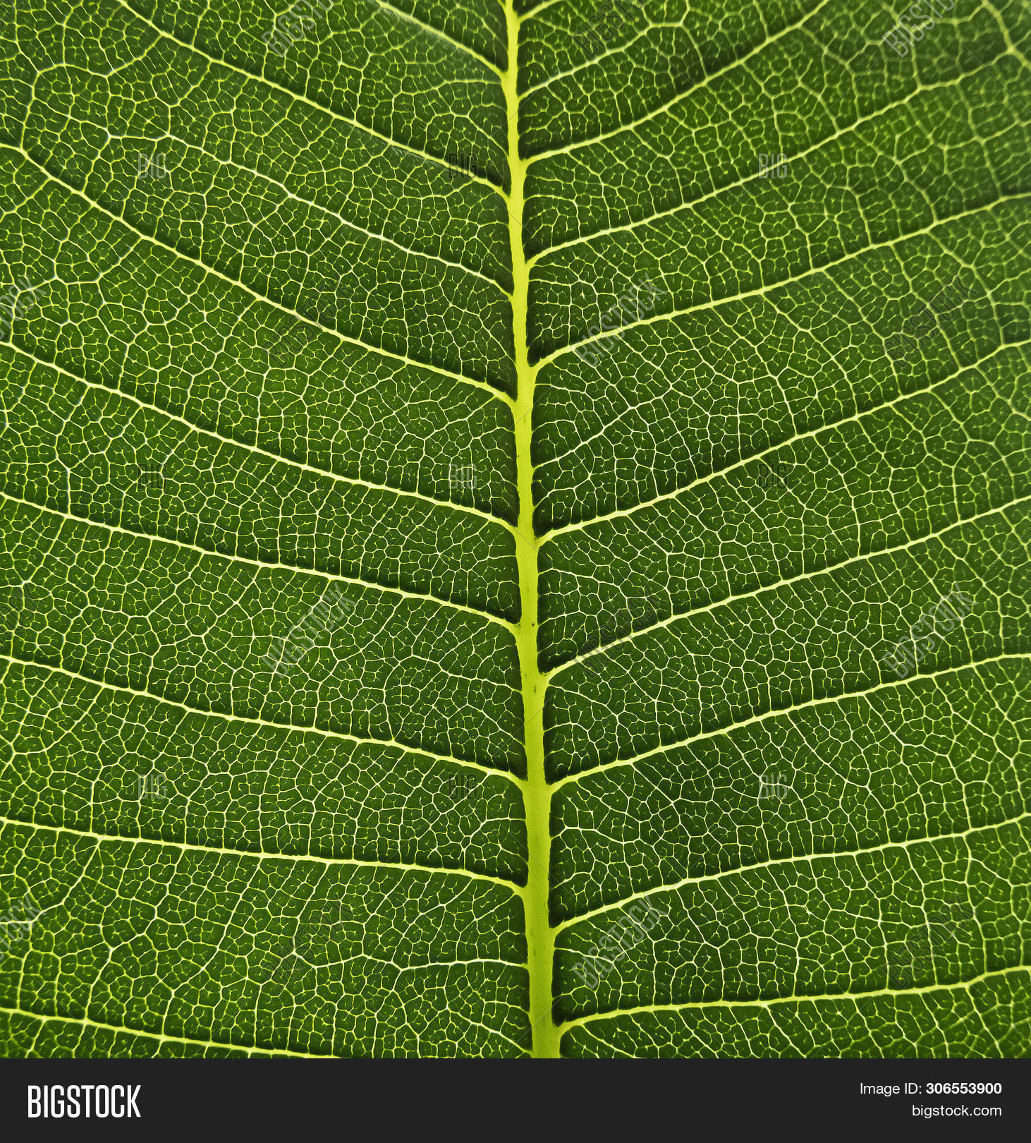 Green Leaf Cell Image & Photo (Free Trial) | Bigstock