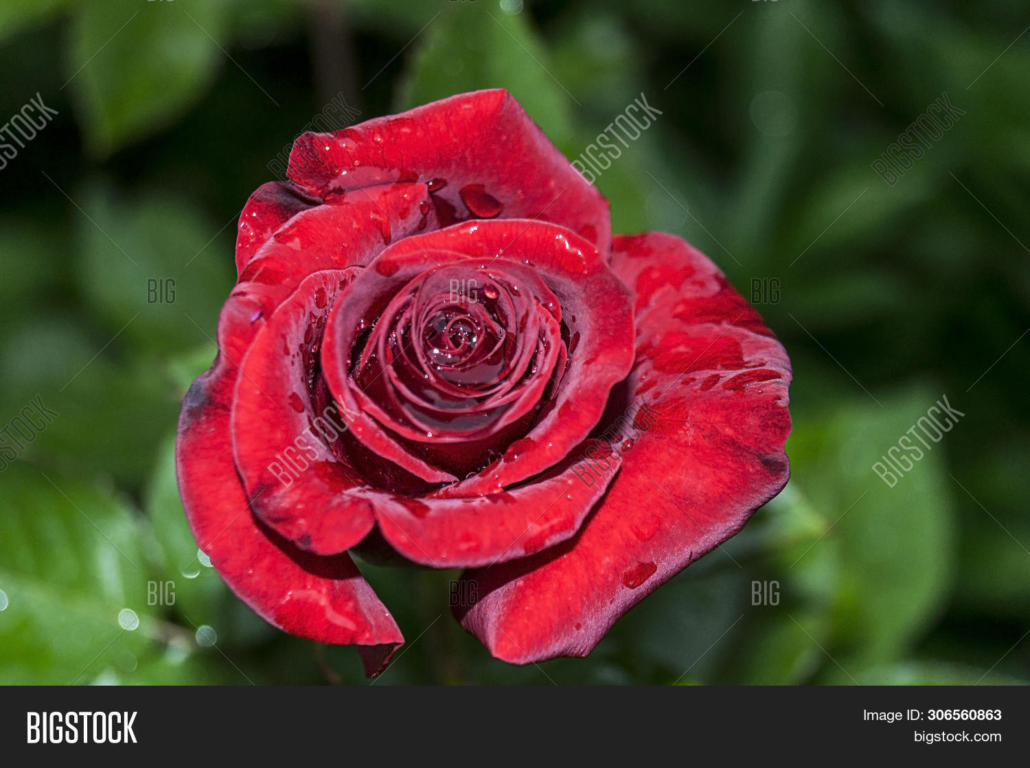 Natural Bright Roses Image & Photo (Free Trial) | Bigstock